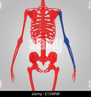 Gelenke der oberen Extremität Stockfotografie - Alamy