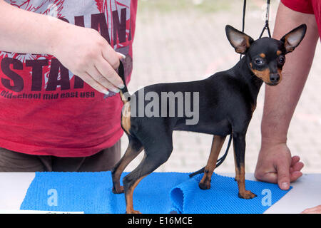 Prazsky Krysarik Hund / Prager Rattler / Ratier de Prague Erwachsenen ...