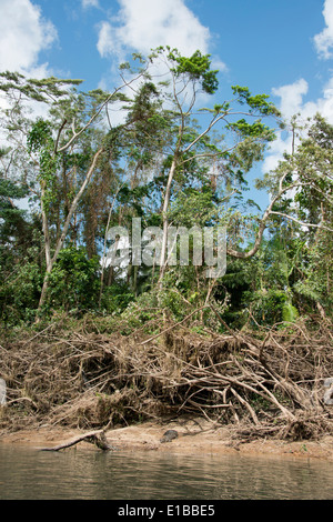 Süßwasser Krokodil (Crocodylus porosus), Weibchen im Nest. North ...