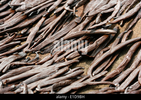Bourbon Vanilleschoten auf Anlage im Vanilla Bauernhof La Réunion ...
