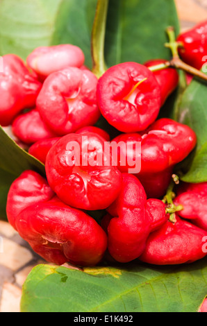 Rosenapfel (Eugenia Javanica), Früchte auf dem Baum, Costa Rica ...