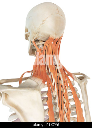 Hals-Knochen und Muskel, Computer Bild Stockfotografie - Alamy