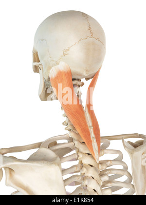 Hals-Knochen und Muskel, Computer Bild Stockfotografie - Alamy