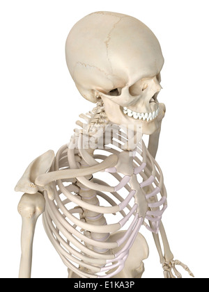 Menschlichen Brustkorb Anatomie Computer Artwork Stockfotografie - Alamy