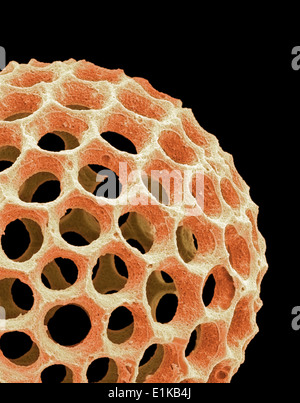 Radiolarien. Farbige Scanning Electron Micrograph (SEM) der eine ...