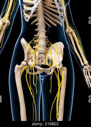 Die Nerven des Beckens Stockfoto, Bild: 13175177 - Alamy