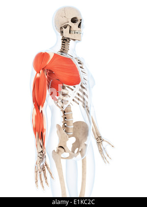 Arm-Muskulatur Computer Kunstwerk zeigt die Muskeln des Arms während ...