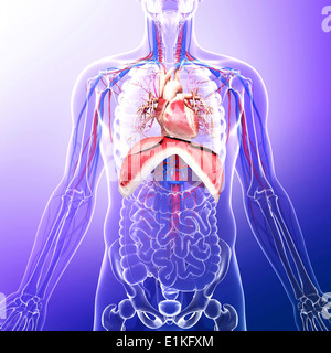 Männliche Atemwege Computer Artwork Stockfoto, Bild: 69885337 - Alamy