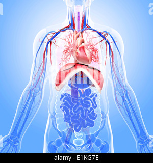 Männliche Atemwege Computer Artwork Stockfoto, Bild: 69885337 - Alamy