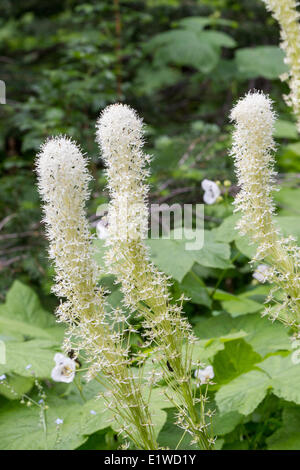 Ein inoffizielles Symbol der Glacier National Park, beargrass Blüten ...