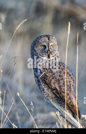 Nahaufnahme von runden Gesicht des großen grau-Eule oder Lappland Eule ...