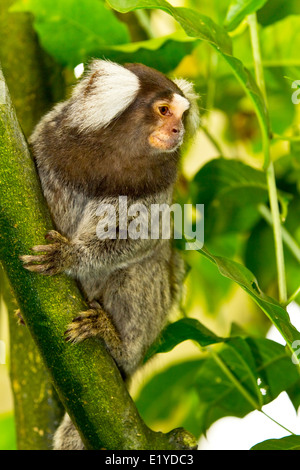 Weißbüschelaffe. Callithrix Jacchus, Südamerika Stockfotografie - Alamy