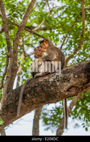 Two Rhesus monkeys or Macaca mulatta are shown after being captured by ...