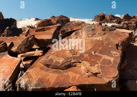 Felsgravuren, Huab River Valley, Torra Conservancy, Damaraland, Namibia ...