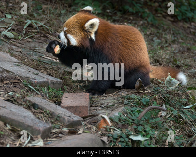 Ein Roter Panda Essen Stockfoto, Bild: 222653713 - Alamy