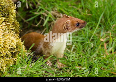 Hermelin {Mustela Erminea} Pelz aka Hermelin im winter Stockfotografie ...