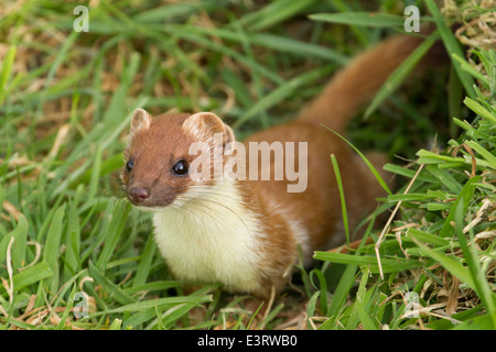 Hermelin {Mustela Erminea} Pelz aka Hermelin im winter Stockfotografie ...
