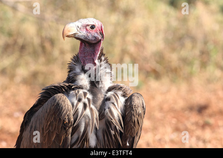Lappetfaced Geier (Torgos Tracheliotus), Etosha Nationalpark, Namibia ...