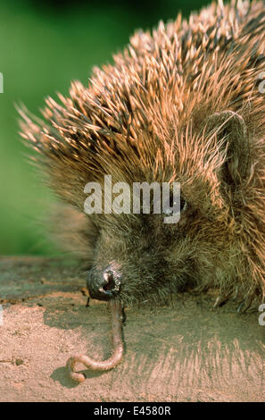 Westliche Europäische Igel (Erinaceus Europaeus) zusammengerollt ...