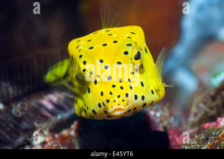 Juvenile beschmutzt Kofferfisch Ostracion meleagris []. Nord Sulawesi ...