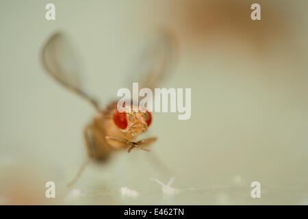 Fruchtfliege, Drosophila Melanogaster, Farbvariante. Auf der linken ...