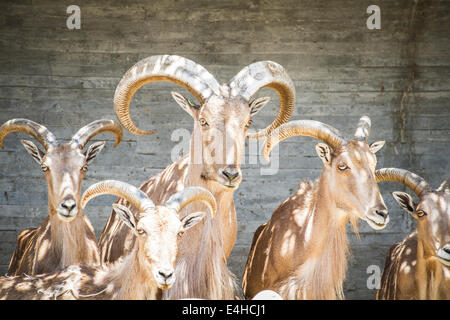 Pflanzenfresser, schöne Gruppe von spanischer Steinbock, typische Tier ...