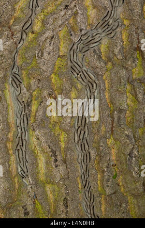 Eiche Eichenprozessionsspinner, Prozession, Eichen-Prozessionsspinner ...