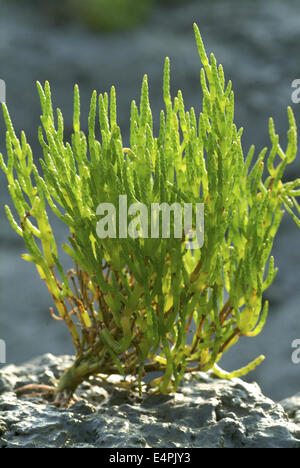 Botanik, Queller, (Salicornia), gemeinsame Queller (Salicornia Europaea ...