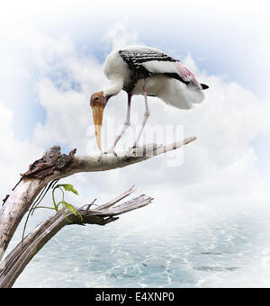 Der gemalte Storch (Mycteria leucocephala) ist ein großer Watvogel in ...