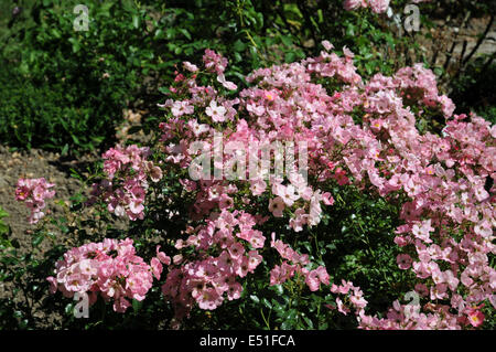 Rosa Fortuna, Hybrid-rose Stockfotografie - Alamy