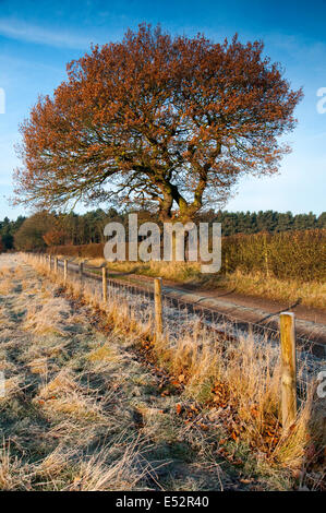 Blidworth, Nottinghamshire, Großbritannien, England, N 53 5' 54'', W 1 ...