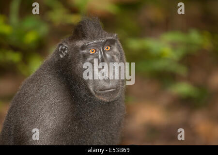 Celebes-Affe, Celebes-Schwarzer Affe, Sulawesi-Haubenmakak, Celebes ...