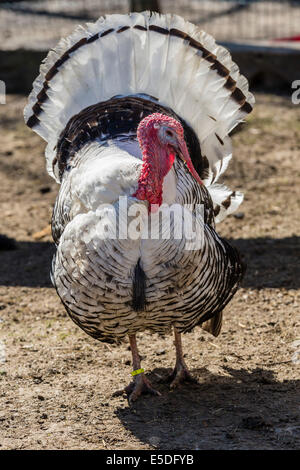 Deutsche Pute oder Cröllwitzer, Türkei Rasse männlich anzeigen, Tirol ...