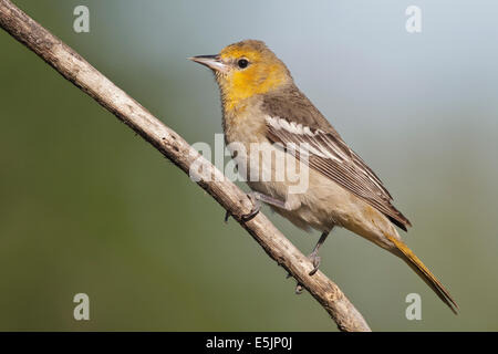 Bullock der Pirol - Ikterus Bullockii - Männchen Stockfotografie - Alamy