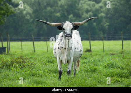 Kanton, Texas Longhorn, Rinder, Kuh, Landwirtschaft, Tier, USA ...
