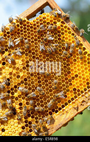 Krankenschwester in einer Brut zeigt drei Stadien der Entwicklung der ...