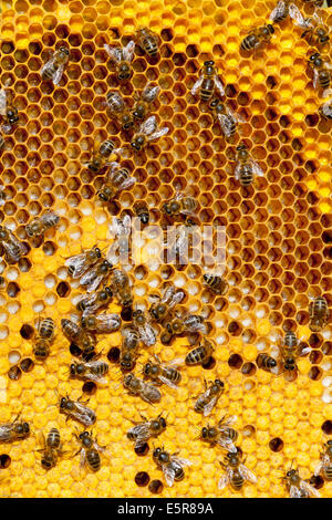 Krankenschwester in einer Brut zeigt drei Stadien der Entwicklung der ...