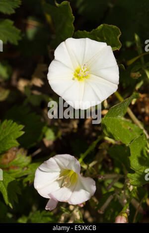 Oder Acker-winde Convolvulus arvensis oder Europäischen bindweed oder ...