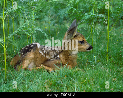 Reh Rehkitz, Capreolus Capreolus, 15 Tage alt, vor einem weißen ...