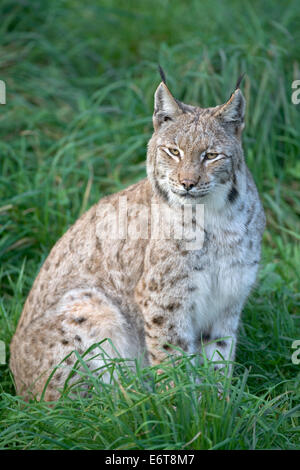 Luchs Katze Raubkatze Raubtier Katzen wildcat Großkatzen Luchs Fell ...