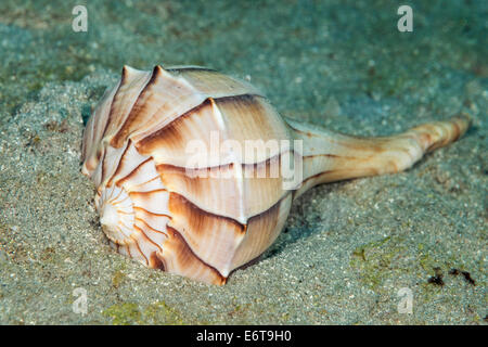 Blitz Wellhornschnecke Busycon Contrarium Schale Nahaufnahme von Apex ...