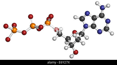 Deoxyadenosine Triphosphat Molekül Stockfotografie - Alamy