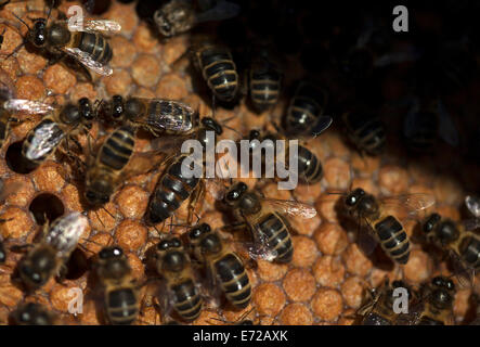 Eine Königin befiehlt mit ihren Pheromonen, um Bienen zu pflegen, wie ...
