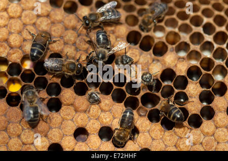 Ammenbienen kümmern Biene Bruten in einem Bienenstock von der Imkerei ...