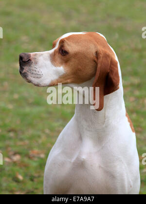 Englischer Pointer Jagdhund zeigen eine Covey von der Wachtel auf einer ...