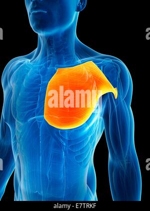 Menschlichen Brustmuskulatur, Computer Bild Stockfotografie - Alamy
