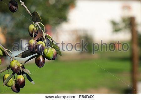Oliven, Olea Europaea, wächst an einen kleinen Baum in der Familie ...