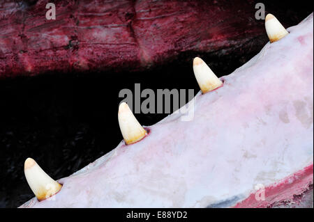 Pottwal-Skelett, Kiefer Nahaufnahme abscessed Zahn, Nantucket ...