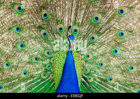 Pfau stolz stolz blaue Rad Vogel Vögel drehen Räder Pfauenrad ...