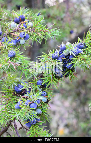 Nahaufnahme von einem Wacholder Busch Stockfoto, Bild: 103698177 - Alamy